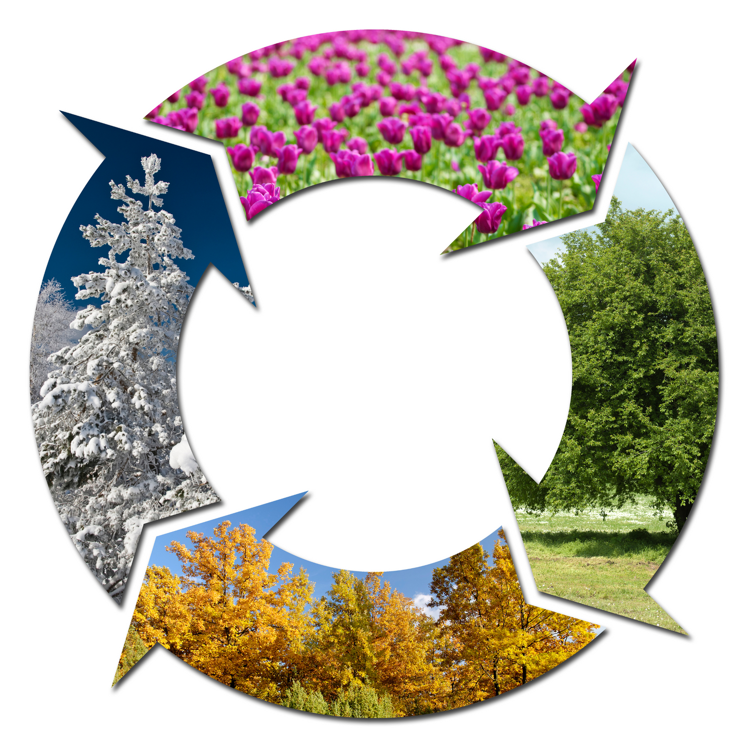 The Four Seasons of Your Menstrual Cycle – MyClubRed